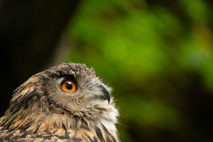 Skylight - AP Photography - Photography, Animals, Birds, & Fish, Birds ...