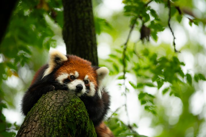 AP Photography - Photography