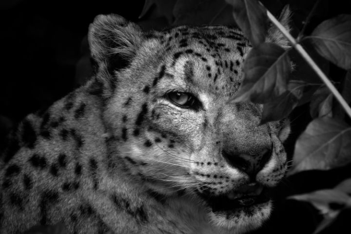 Ghost Cat - AP Photography - Photography, Animals, Birds, & Fish, Wild ...