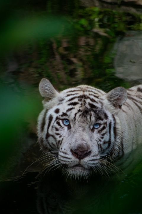 The Phantom Lord - AP Photography - Photography, Animals, Birds, & Fish ...