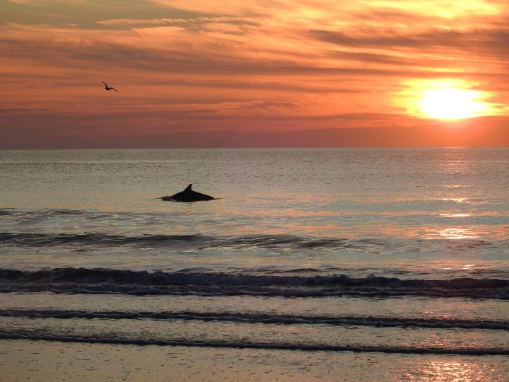 Morning Swim - Knight Hour Art - Photography, Landscapes & Nature ...