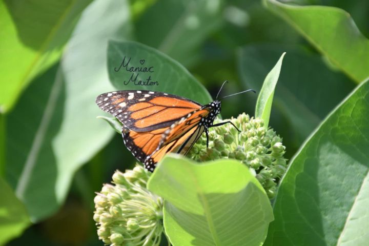 Monarch Butterfly On Milkweed Print5 - ManiacMaxton's Photography ...