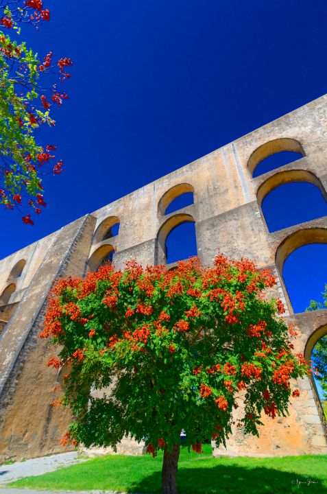Flowering Tree Beneath Aqueduct - Brian Shaw - Photography, Buildings ...