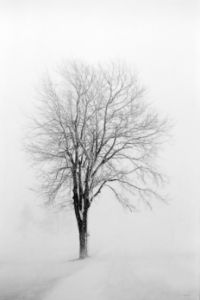 Skeletal Tree in a Snow Squall - BW - Brian Shaw - Photography ...