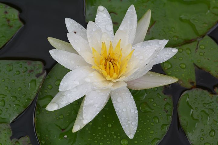 Raindrops On A Lilly - Trickster Illustrations - Photography, Flowers ...