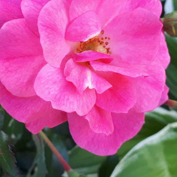 The flower of love - ART Gallery Magalia - Photography, Flowers, Plants ...