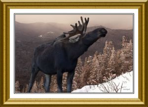 Elan d'Amérique - ART Gallery Magalia - Photography, Animals, Birds ...