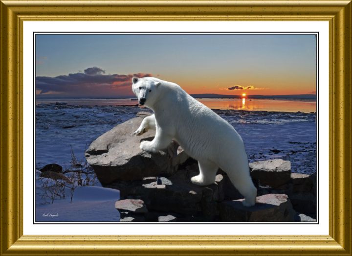 Ours blanc Polar Bear - ART Gallery Magalia - Photography, Animals ...