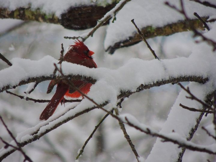 Northern Cardinal in the Winter - Maria Popescu - Photography, Animals ...
