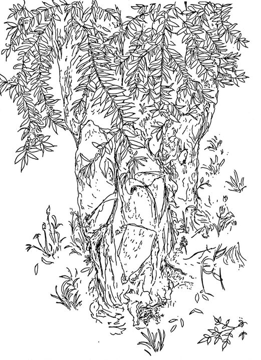 Peeling California Tree - Po Ku - Drawings & Illustration, Flowers ...