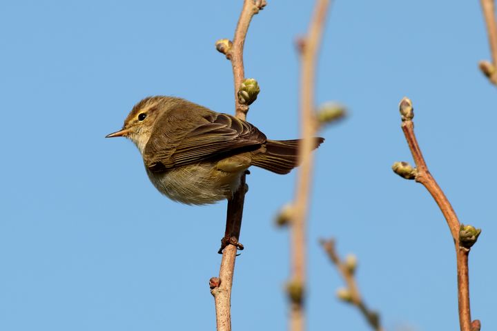 Whitethroat, Curruca communis - BryanWB - Photography, Animals, Birds ...