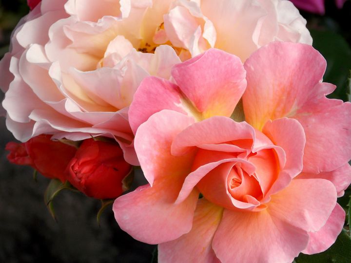 Most Beautiful Roses in Three Colors - BranaghBel Art - Photography ...