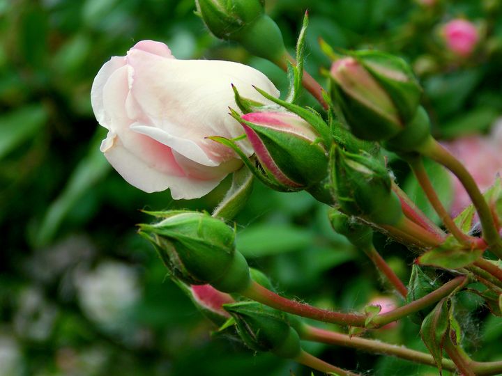 Wild Light Pink Rosebuds - BranaghBel Art - Photography, Flowers ...