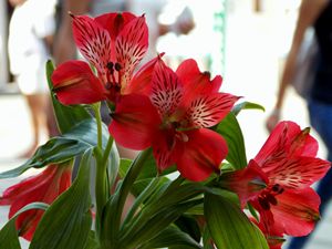 BranaghBel Art - Photography, Digital Art