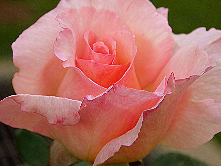 Soft Rose Flower - BranaghBel Art - Photography, Flowers, Plants ...
