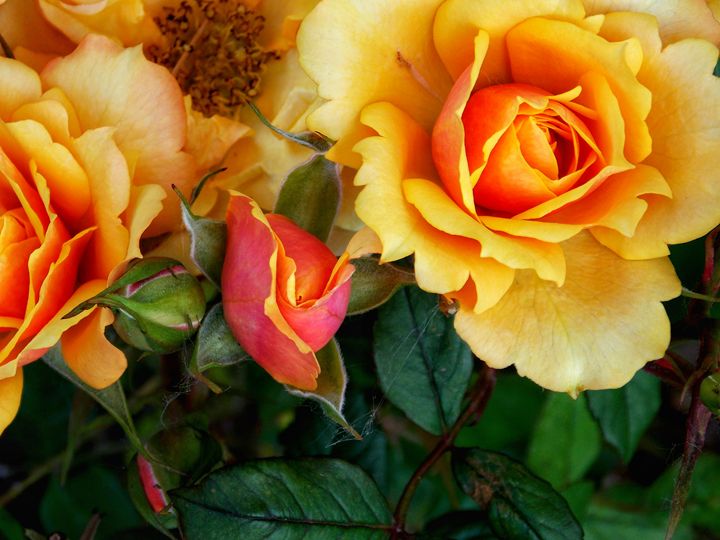 World of Roses - BranaghBel Art - Photography, Flowers, Plants, & Trees ...