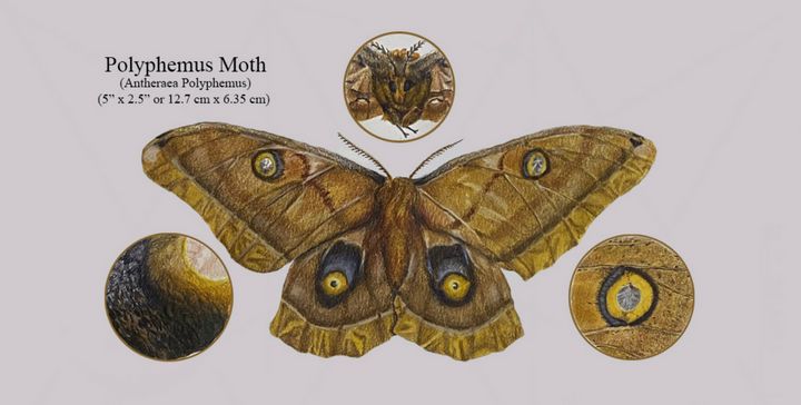 Polyphemus Moth - LDC Originals - Drawings & Illustration, Animals ...