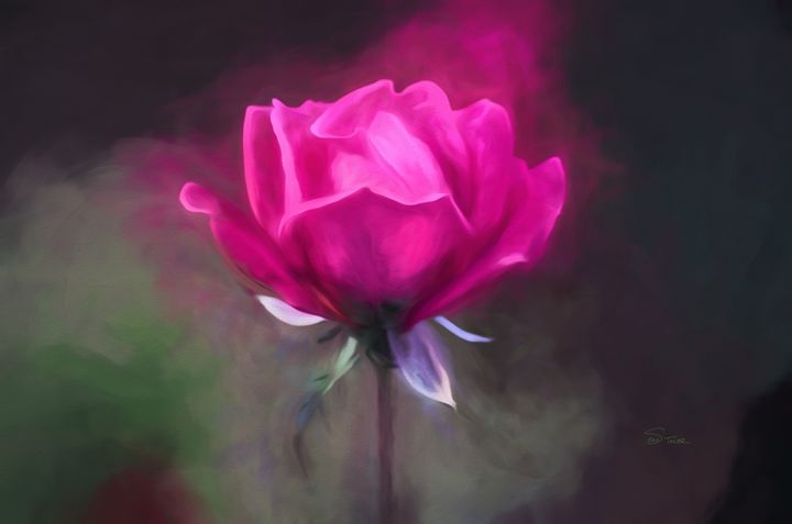 The Rose - Sean Toler Photo - Digital Art, Flowers, Plants, & Trees ...