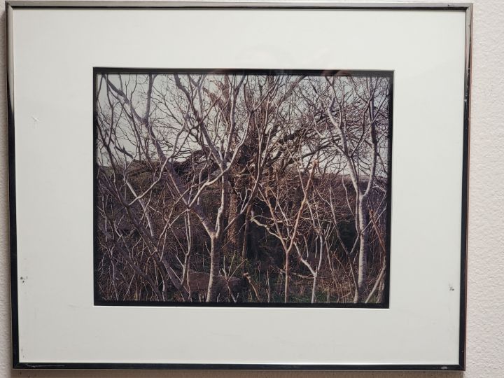 Winter Trees - Karen's Vision - Photography, Landscapes & Nature ...