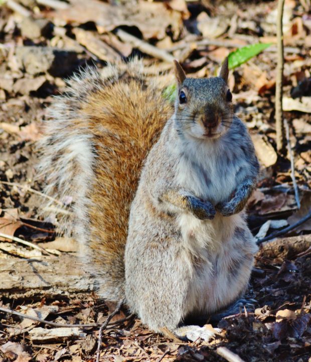 Feeling Squirrely - Sun Daze - Photography, Animals, Birds, & Fish ...