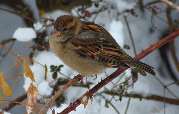 Sparrow Observation - Sun Daze - Photography, Animals, Birds, & Fish ...