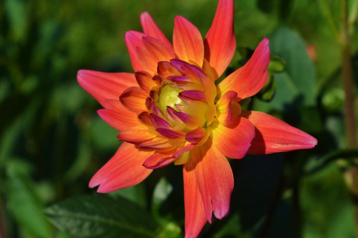 Flower Like An Egyptian - Sun Daze - Photography, Flowers, Plants ...