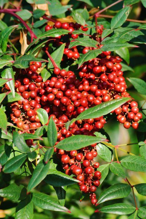Berry, Berry Nice - Sun Daze - Photography, Flowers, Plants, & Trees ...