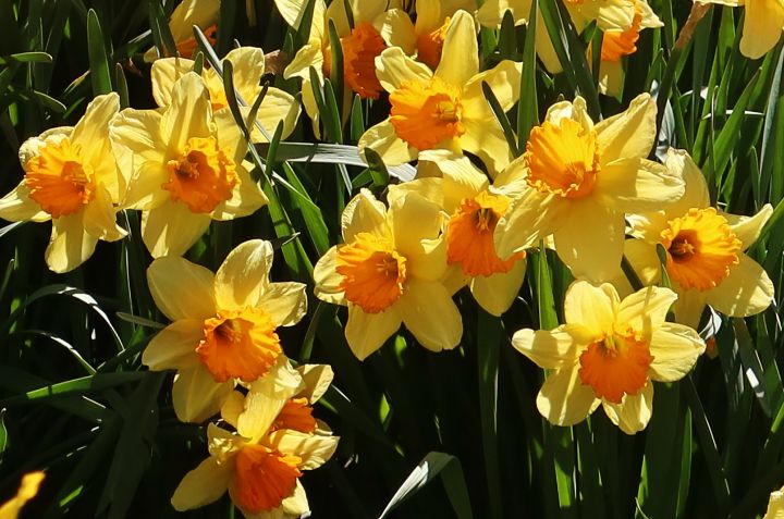 Chill with Daffodil - Sun Daze - Photography, Flowers, Plants, & Trees ...