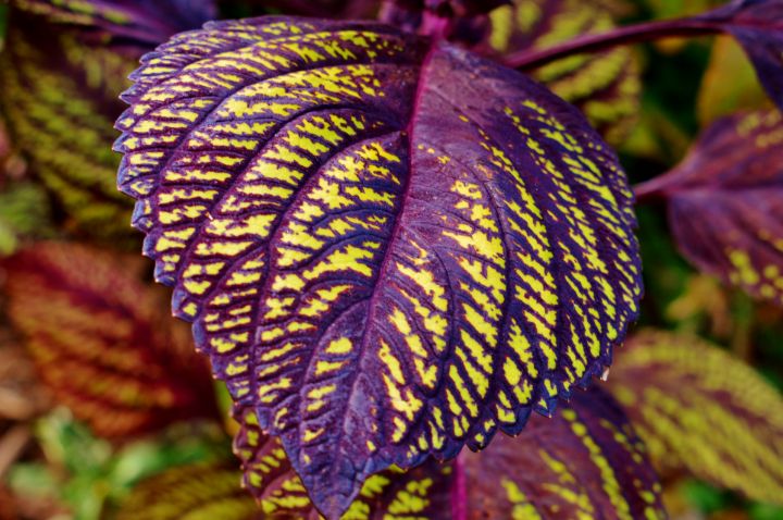 Don't Call My Purple Yellow - Sun Daze - Photography, Landscapes ...