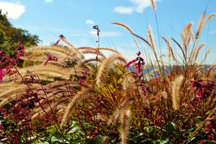 Saw Grass and Liked It - Sun Daze - Photography, Landscapes & Nature ...