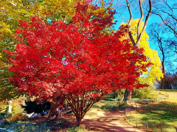 Miss Maple - Sun Daze - Photography, Landscapes & Nature, Seasons ...