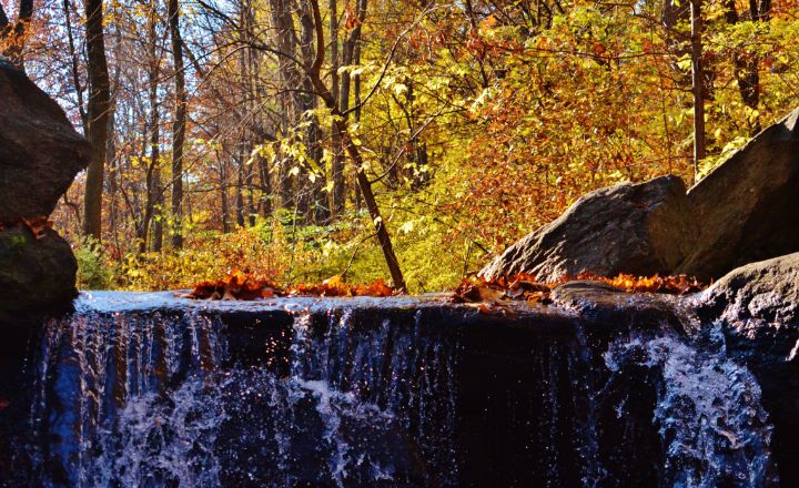 Fallin' Leaves - Sun Daze - Photography, Landscapes & Nature ...