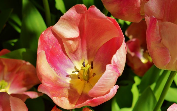 Mint Eye Candy - Sun Daze - Photography, Flowers, Plants, & Trees ...