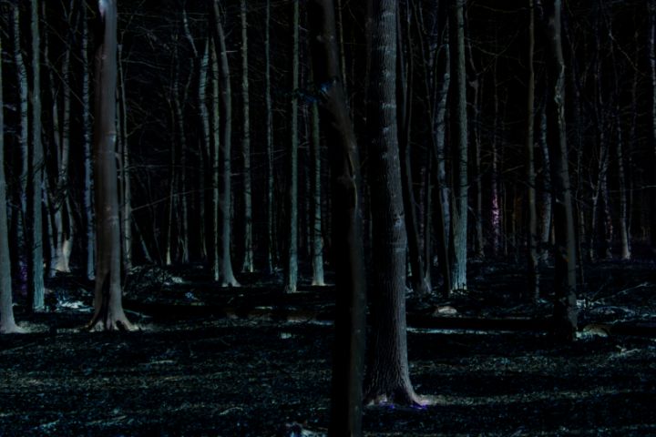 Dark Side 6 - Alan Harman Photography - Photography, Flowers, Plants ...
