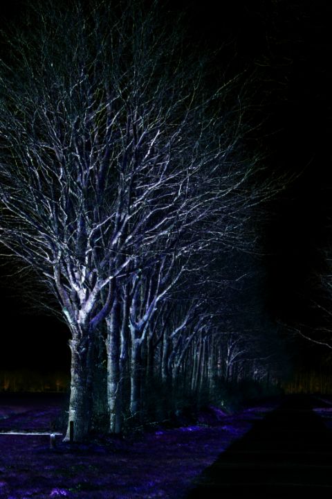 Dark Side 10 - Alan Harman Photography - Photography, Flowers, Plants ...