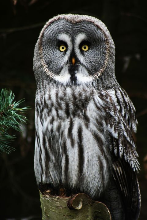 The Great Grey Owl - Alan Harman Photography - Photography, Animals ...