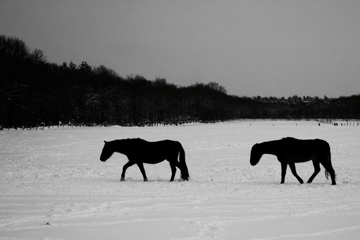 Horses On Snow - Alan Harman Photography - Photography, Animals, Birds ...
