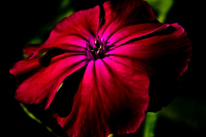 Purple Wild Flower - Alan Harman Photography - Photography, Flowers ...