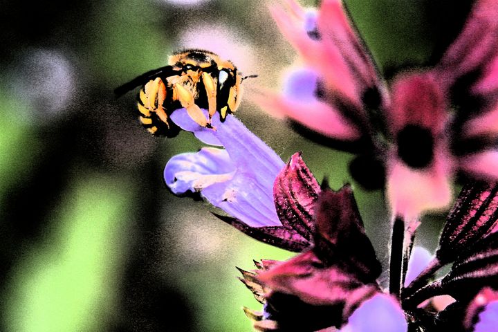 Bee and Flower - Alan Harman Photography - Photography, Animals, Birds ...