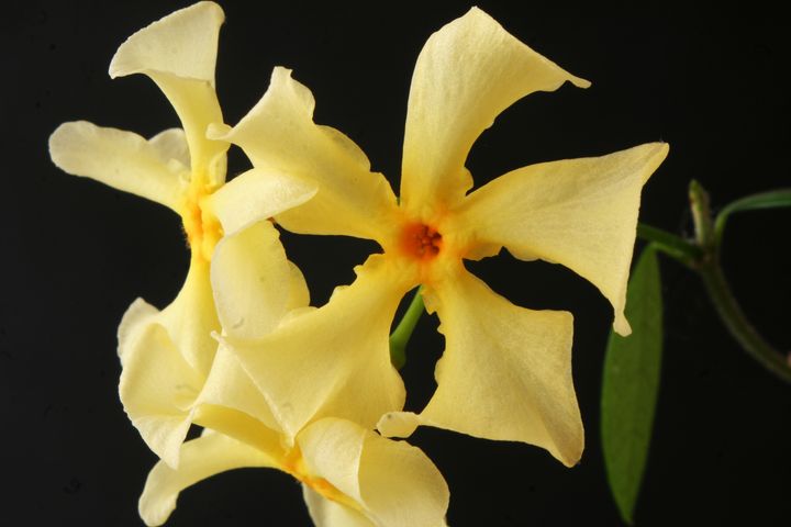 Star Jasmine Flower - Alan Harman Photography - Photography, Flowers ...