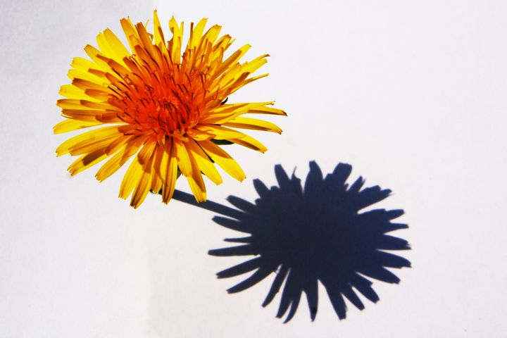 Dandelion and Shadow - Alan Harman Photography - Photography, Flowers ...
