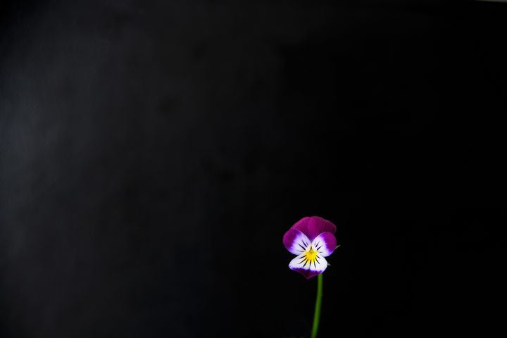 Violet Flower - Alan Harman Photography - Photography, Flowers, Plants ...