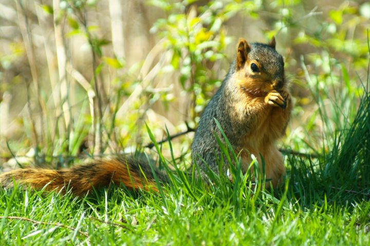 Nibbling Squirrel - Silverose Photography - Photography, Animals, Birds ...
