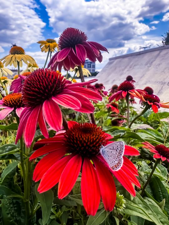 Flowers - Vanya’s arts - Photography, Animals, Birds, & Fish, Bugs ...
