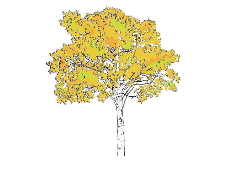 Aspen Tree - Hannah Feinsilber - Digital Art & AI, Flowers, Plants ...