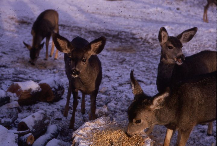 5161 Beautiful's two buck fawns - Pruitt Gallery - Photography, Animals ...