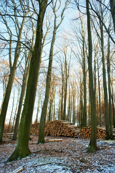 winterforest with woodlogs - EUGENE JONAI - Photography, Landscapes & Nature, Forests, Boreal ...