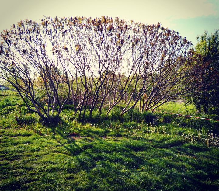 bush in backlight - EUGENE JONAI - Photography, Flowers, Plants ...