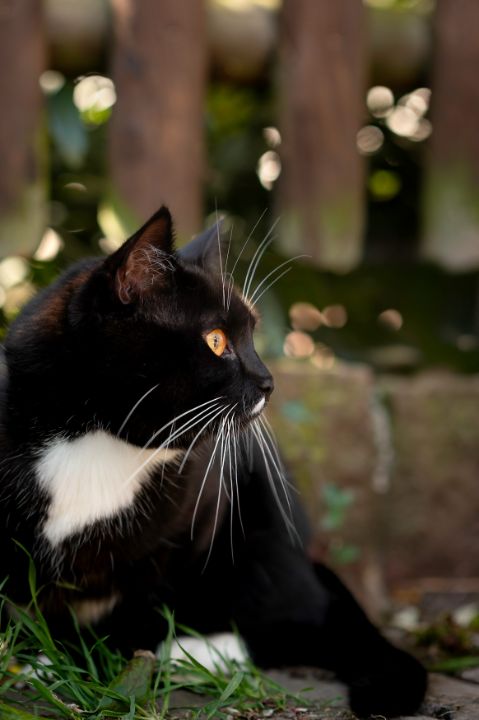 A Cat's Watchful Moment - Viktoriia Gladkova - Photography, Animals ...