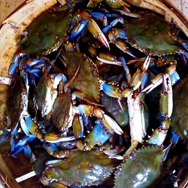 Chesapeake Bay Maryland Blue Crabs - Galleria Straordinaria ...